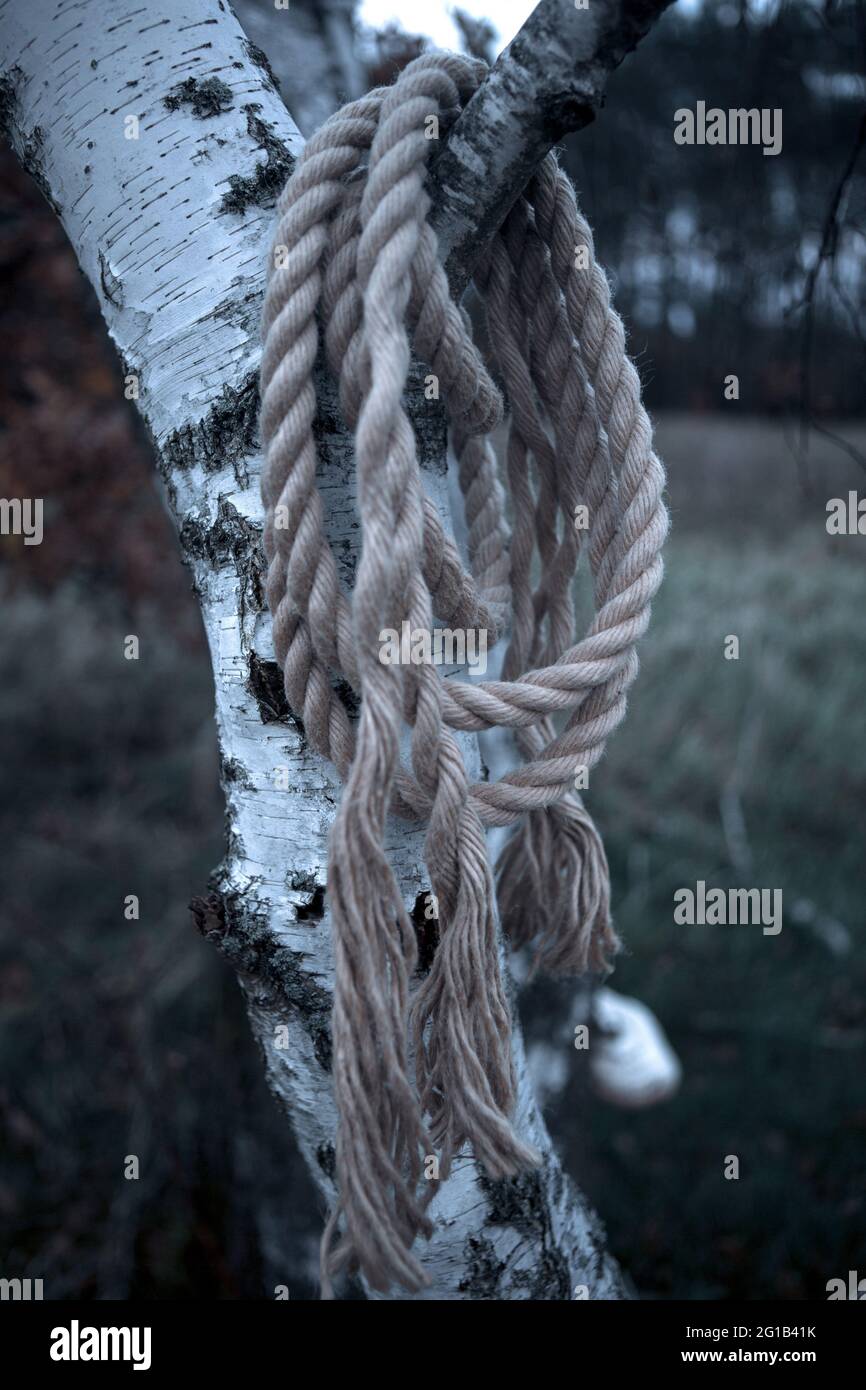Rope noose hanging from tree hi-res stock photography and images - Alamy