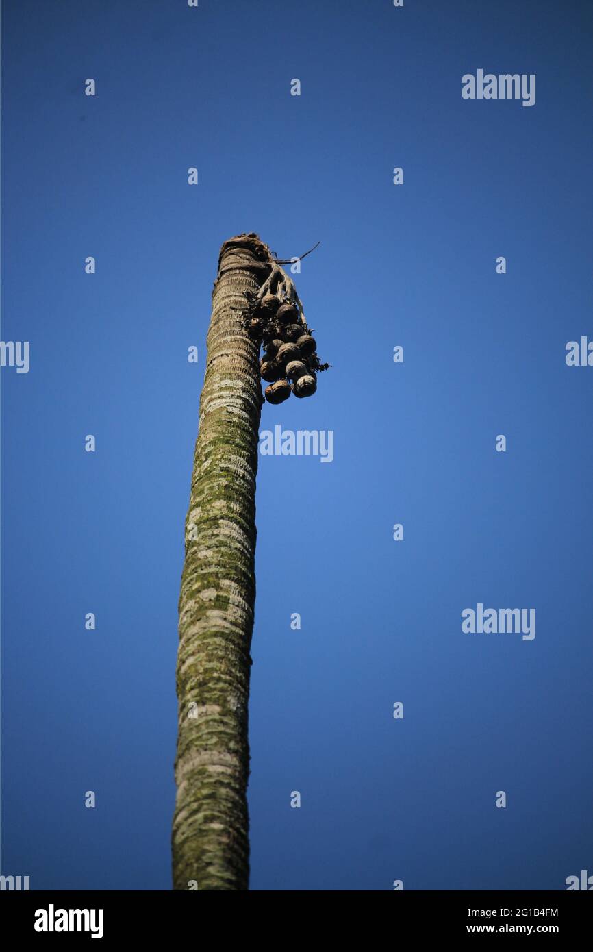 Picture of betel tree hi-res stock photography and images - Alamy