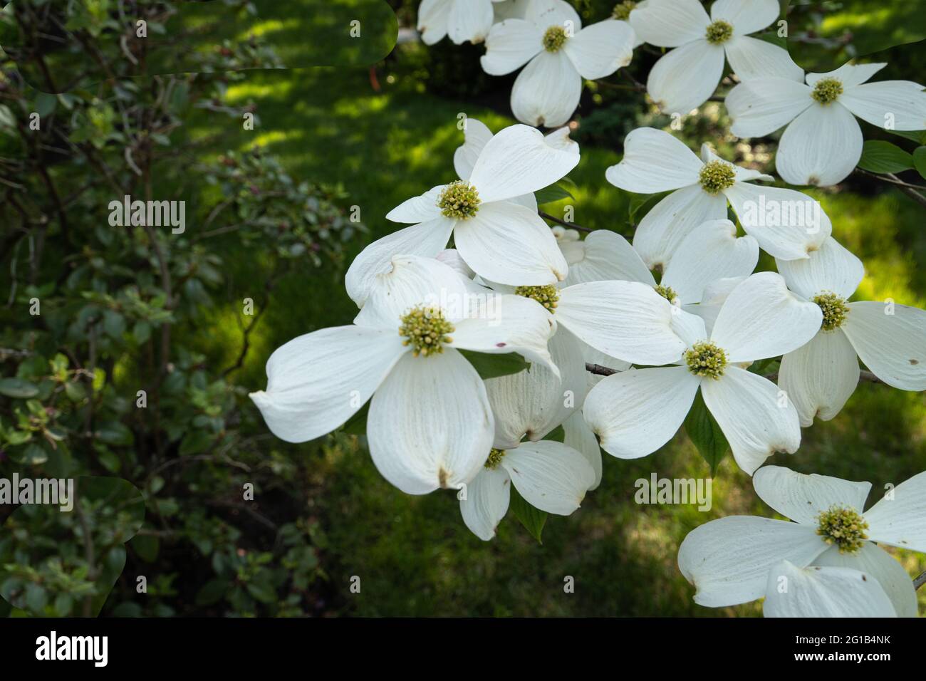 Dogwood tree hi-res stock photography and images - Alamy