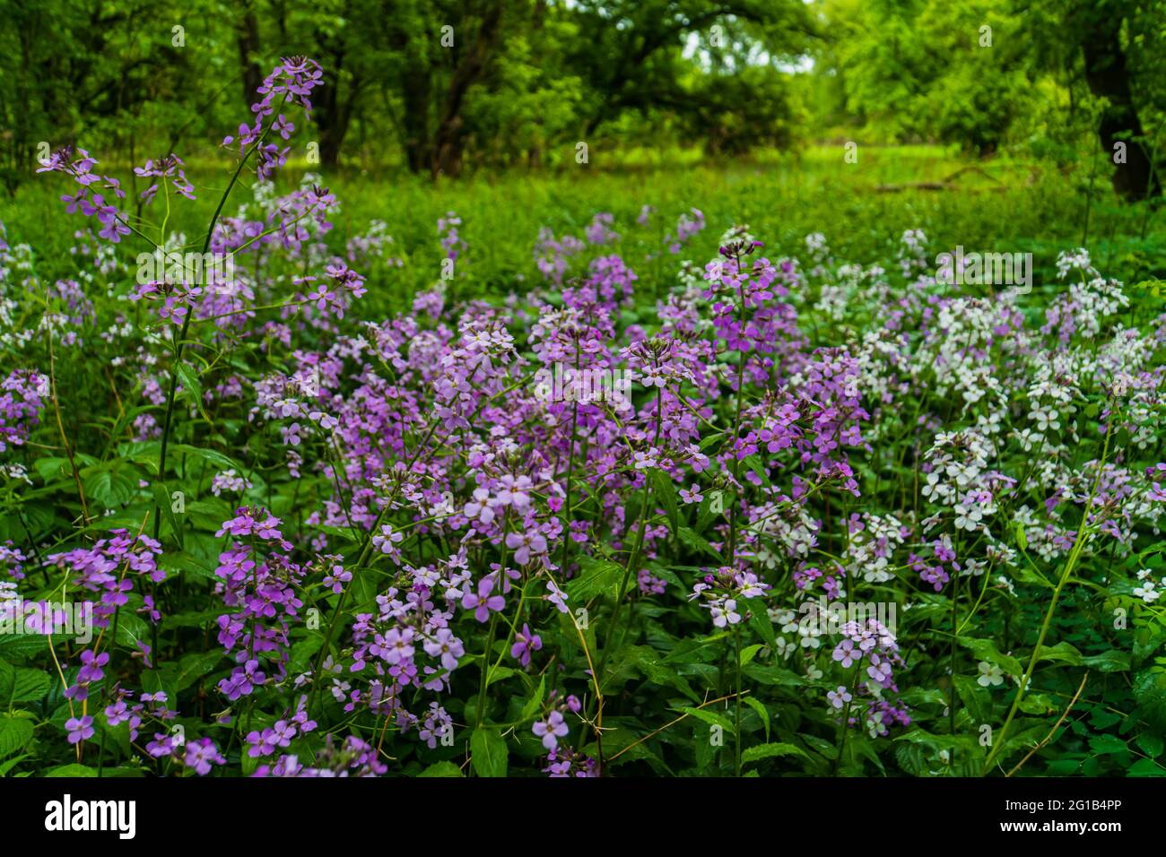flowering purple and white wild phlox along edge of woodland path in ...