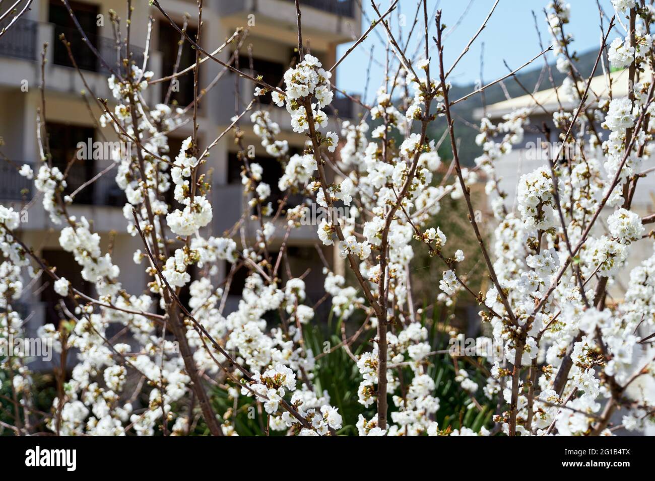 Multi-storey building through flowering tree branches Stock Photo - Alamy