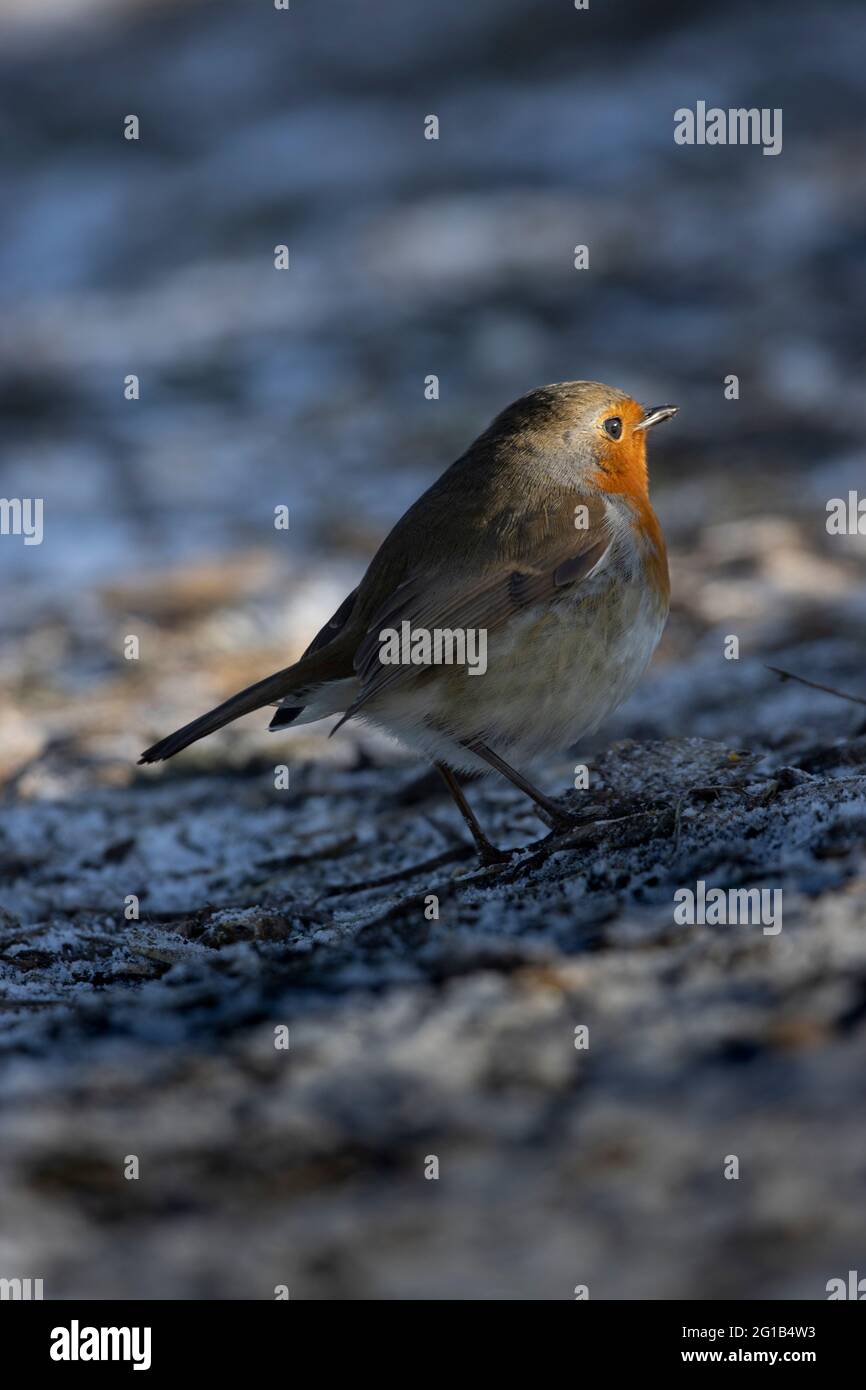 A close-up of a proud robin taking a walk through the snow Stock Photo ...