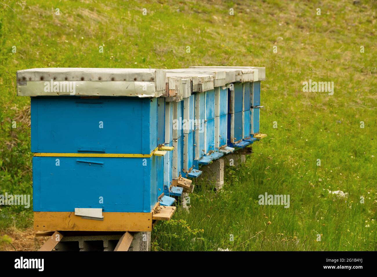 Apiary in beautiful spring yard Stock Photo - Alamy
