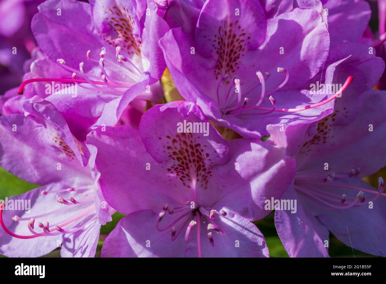 Macro view of blooming red rhododendron. Beautiful nature backgrounds ...