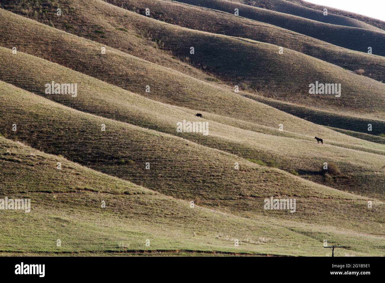 A hilly terrain covered with green grass with a pasture and grazing ...