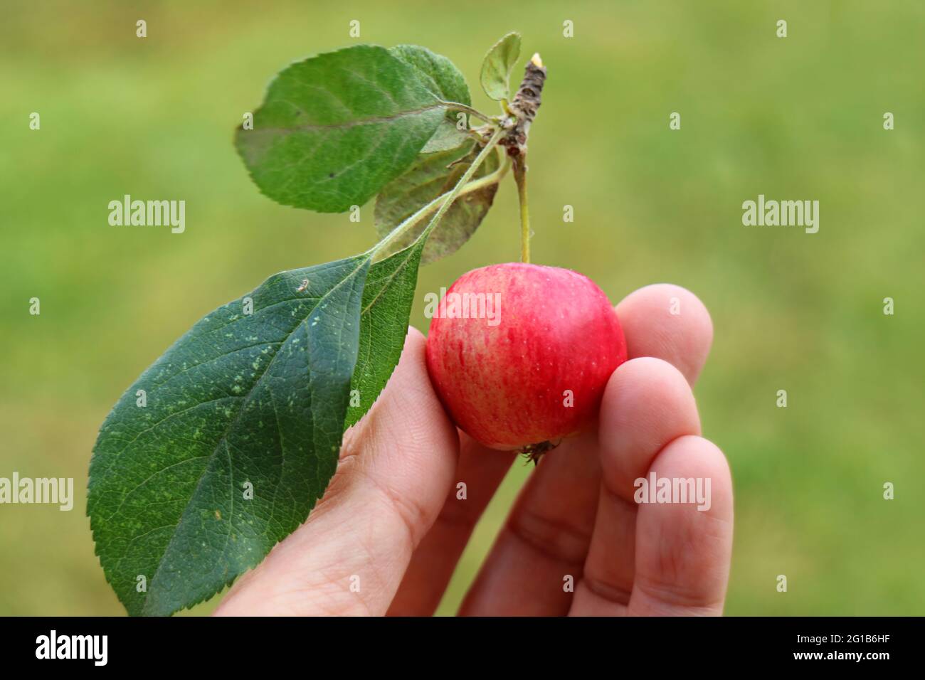 Hand Holding a Tiny Fresh Picked Ripe Crab Apple Fruit Stock Photo - Alamy