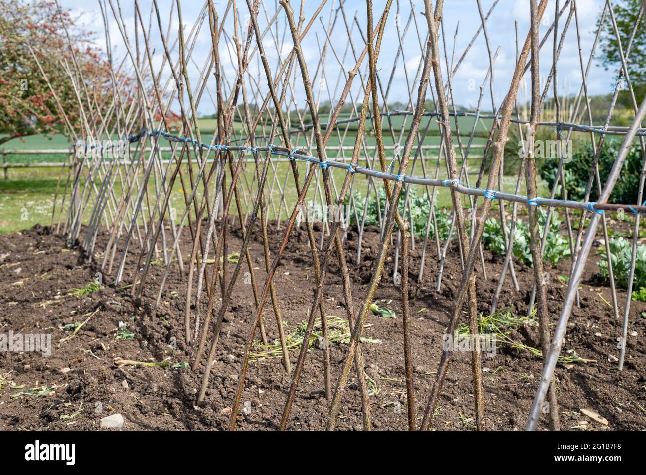 Home made supporting frame ready to support runner beans Stock Photo ...