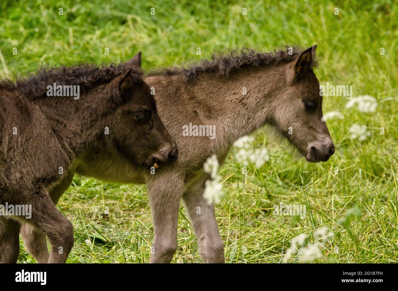 two grey, dun colored sweet foals playing and staying together in the ...