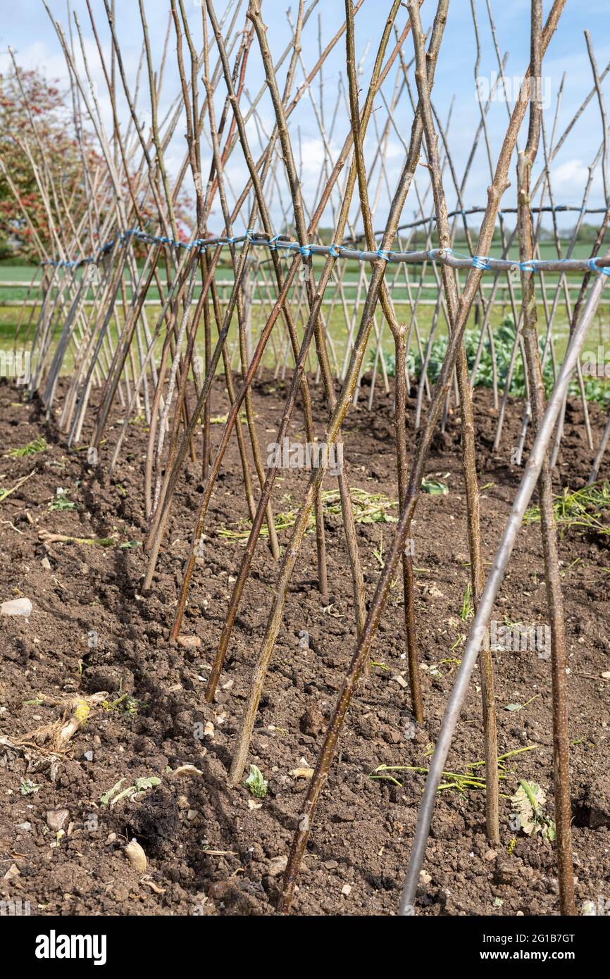 Home made supporting frame ready to support runner beans Stock Photo ...