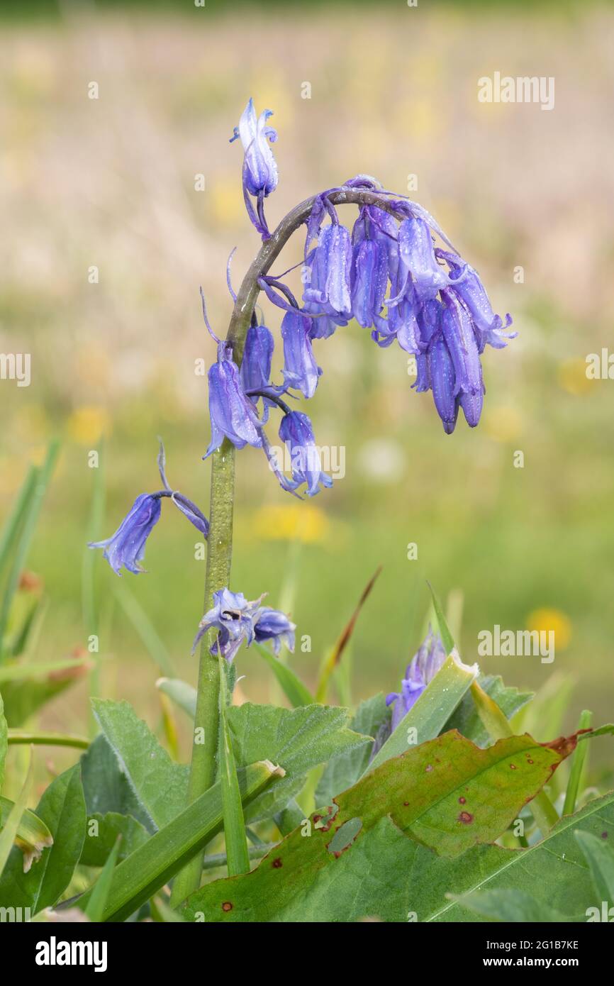 Close up of a bluebell (hyacinthoides non scripta) flower in bloom ...