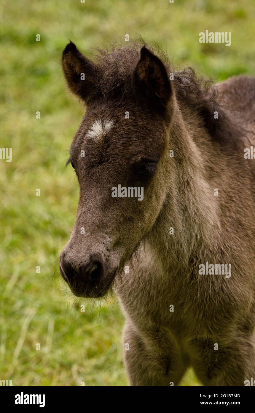 Horse Twitch High Resolution Stock Photography and Images - Alamy