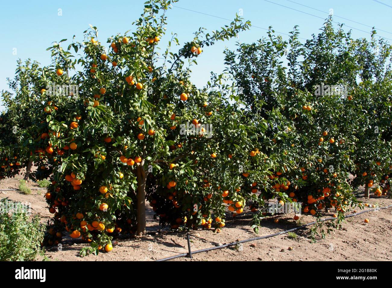 Orchard of Clementine Trees loaded with fruit and watered with plastic ...