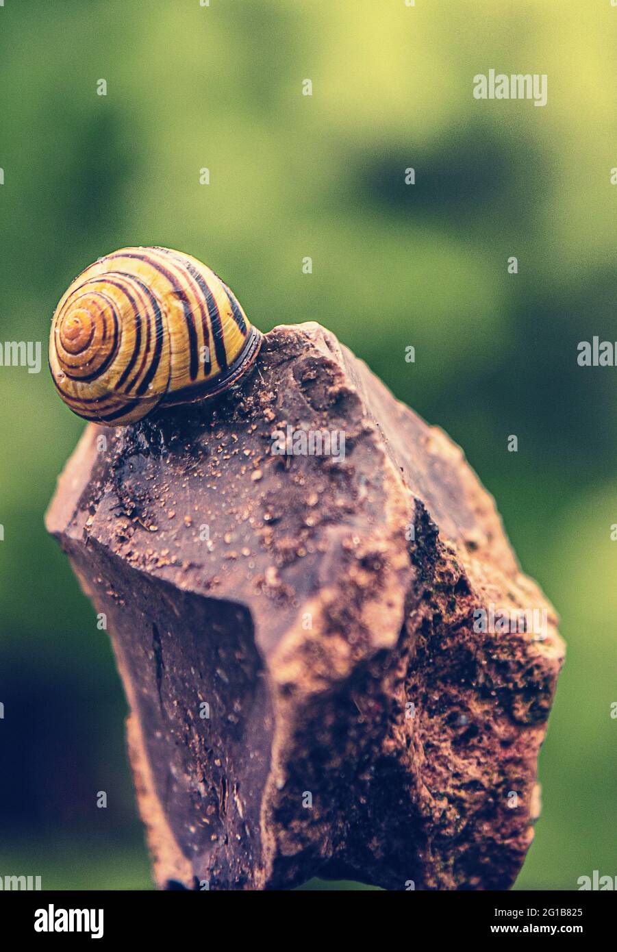 Proboscis spiral hi-res stock photography and images - Alamy