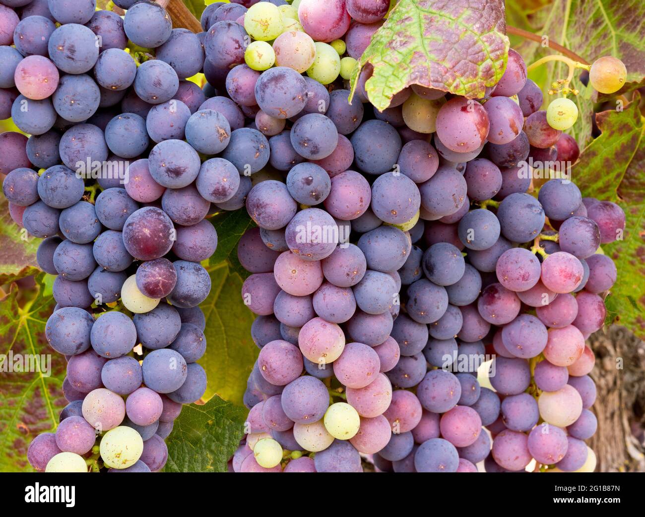 Wine Grape Clusters on the Vine Ready for Harvest and Crushing into ...