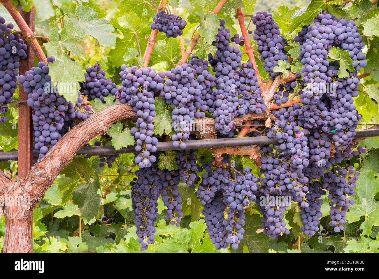 Wine Grape Clusters on the Vine Ready for Harvest and Crushing into ...