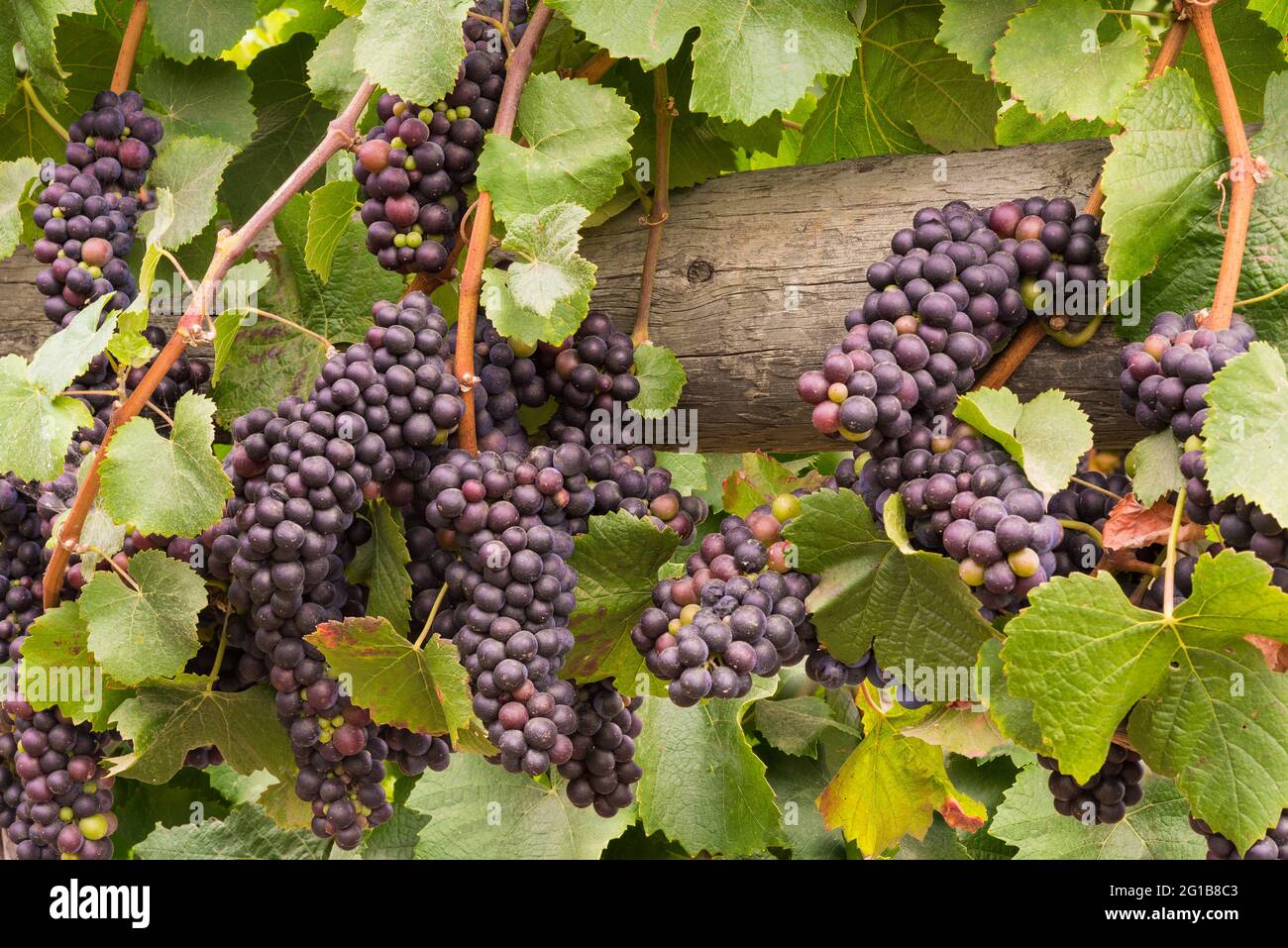Wine Grape Clusters on the Vine Ready for Harvest and Crushing into ...