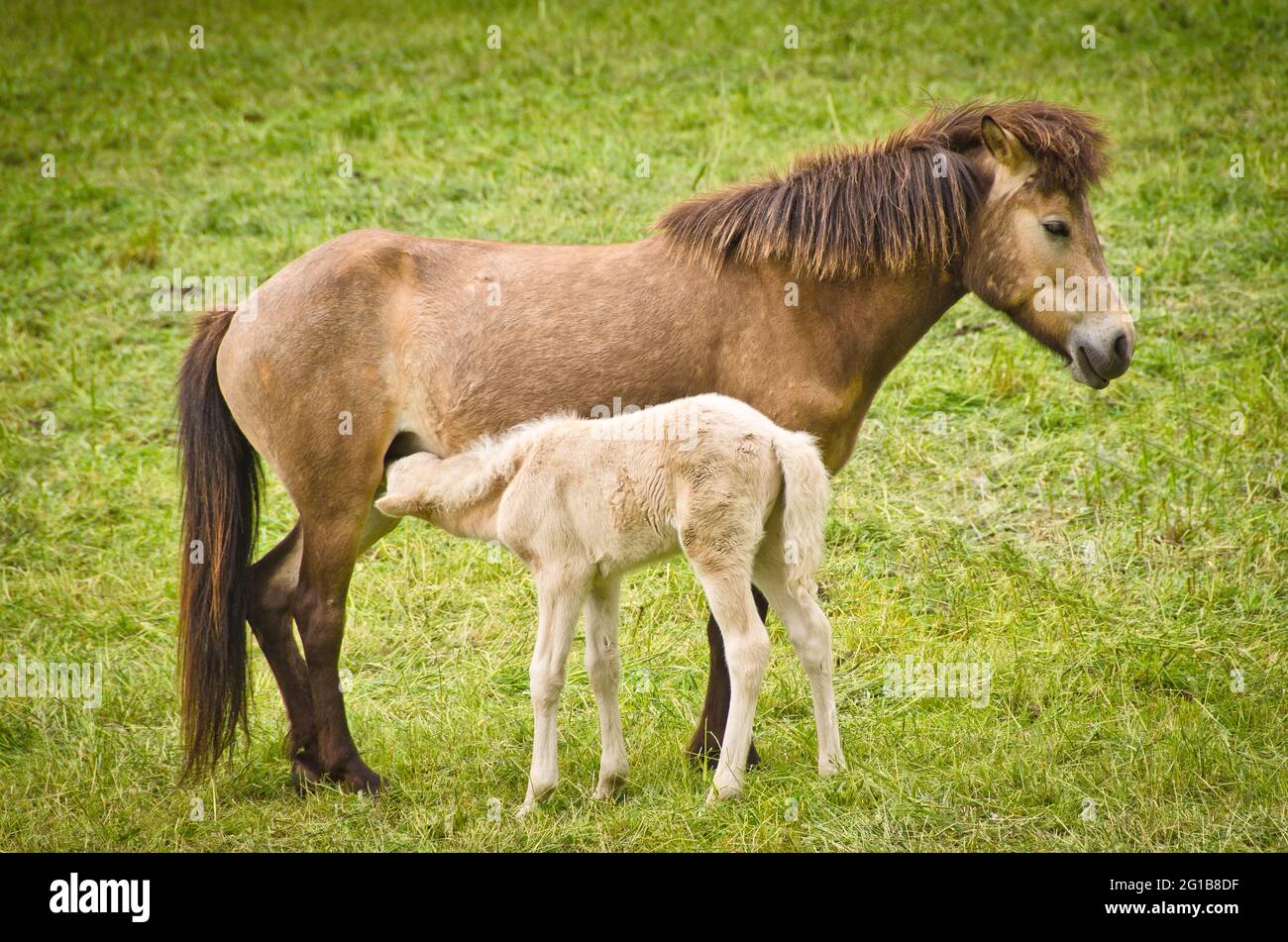A light brown mare and its newborn white foal are grooming treasured ...