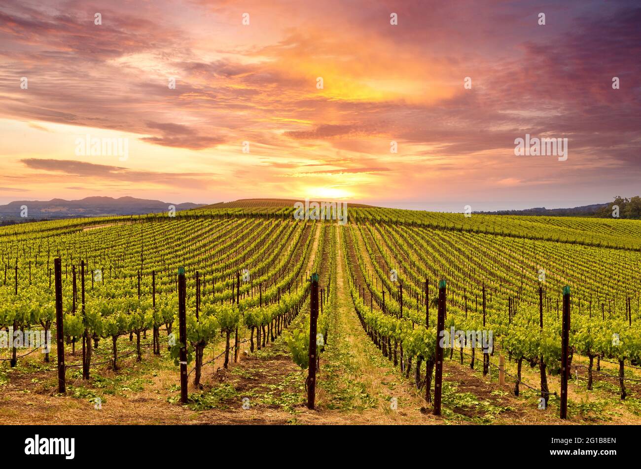Napa valley vineyards sunrise hi-res stock photography and images - Alamy