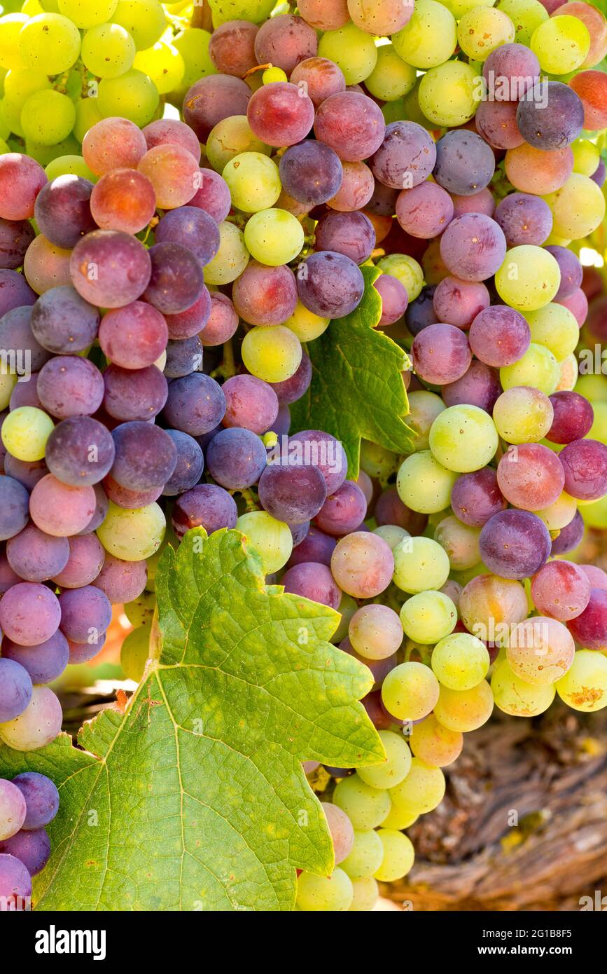 Wine Grape Clusters on the Vine Ready for Harvest and Crushing into ...