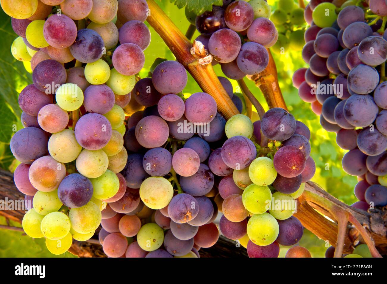 Wine Grape Clusters on the Vine Ready for Harvest and Crushing into ...