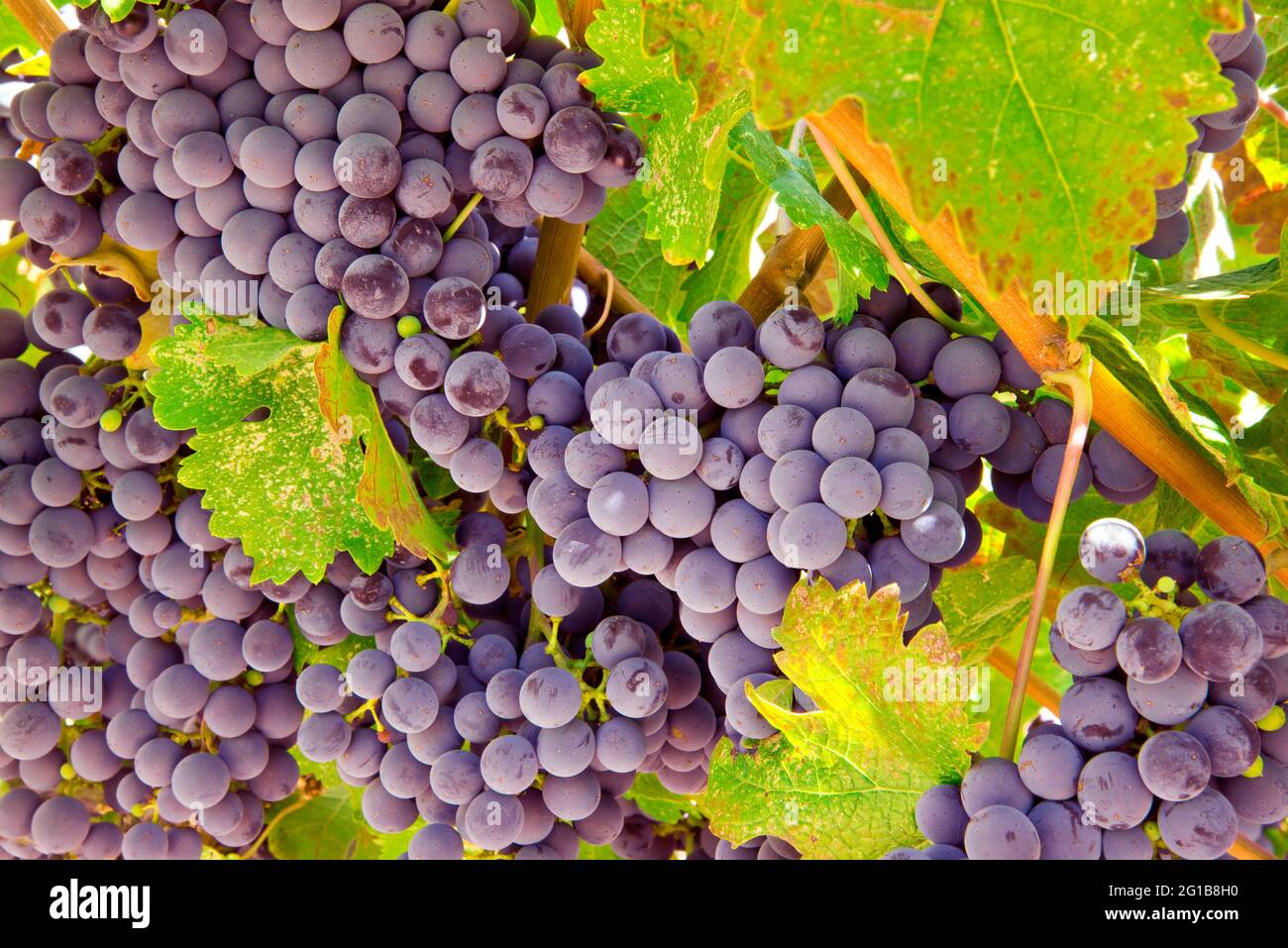 Wine Grape Clusters on the Vine Ready for Harvest and Crushing into ...