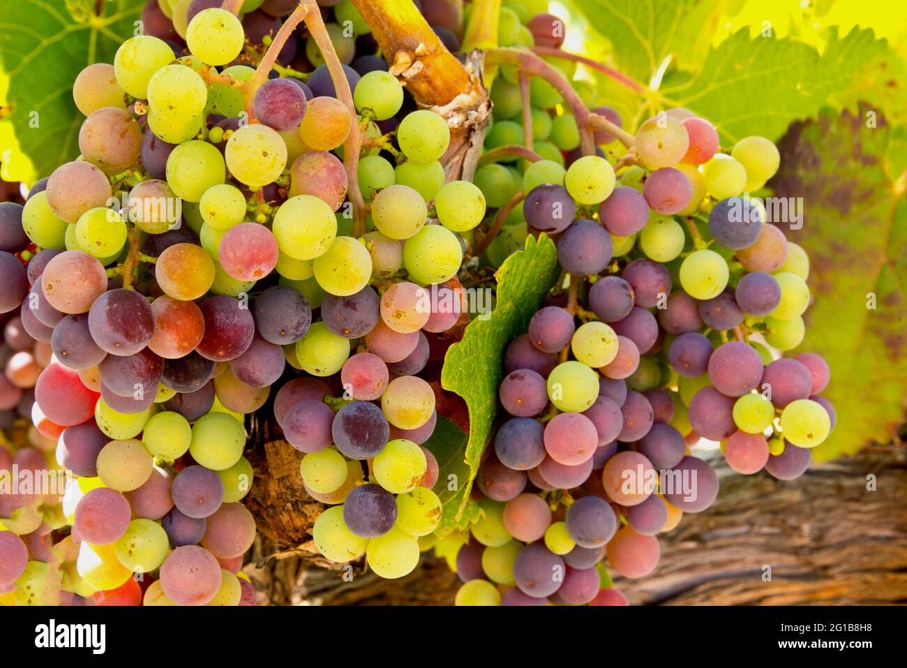 Wine Grape Clusters on the Vine Ready for Harvest and Crushing into ...