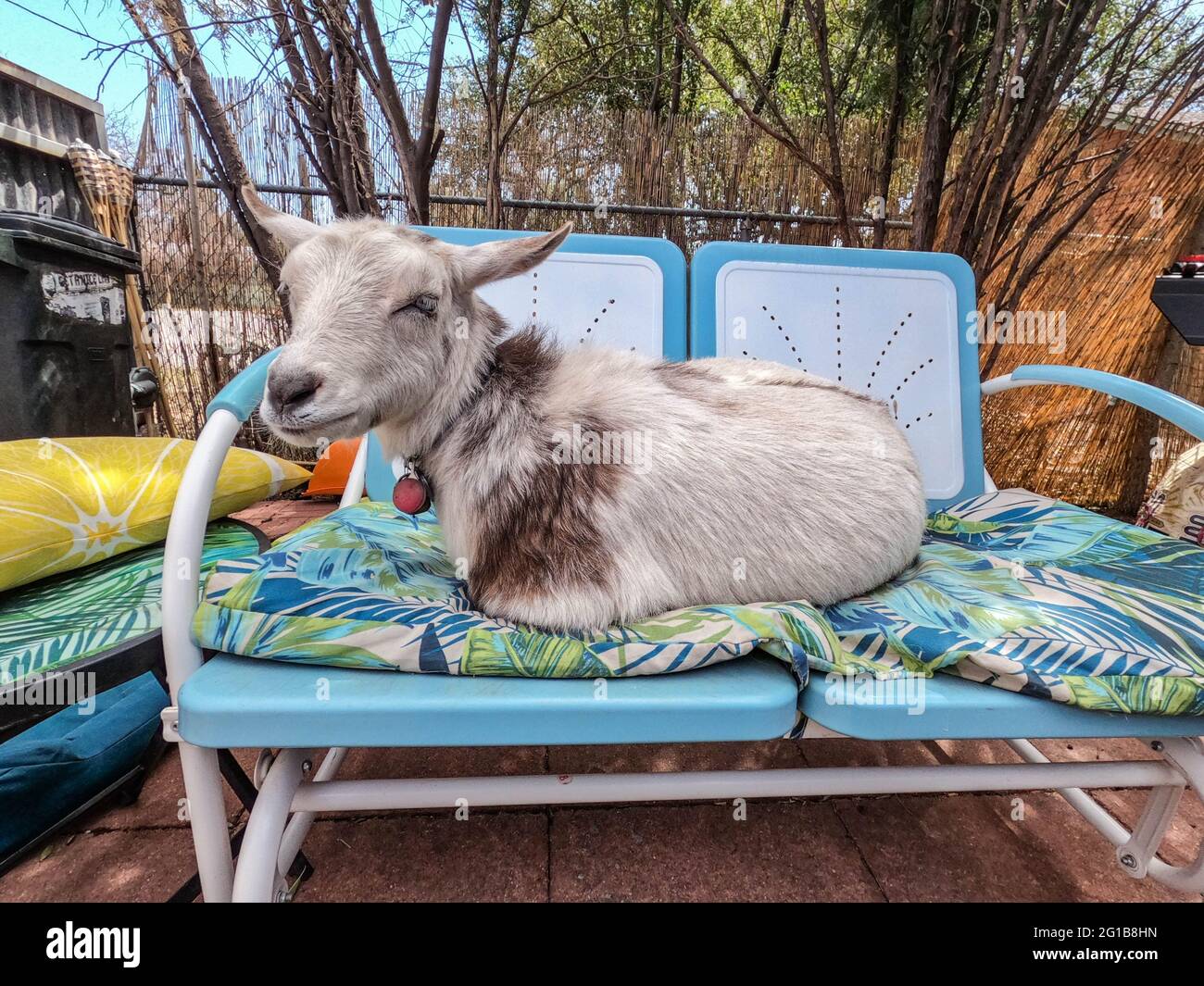 Goat in the backyard enjoying the couch, Patagonia, Arizona, U.S.A ...