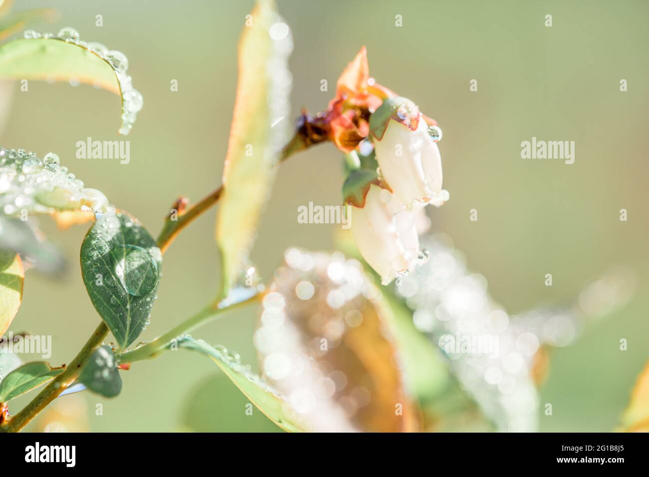 The Flower Of Blueberry. Beautiful card. White bells on the bush. Dew ...