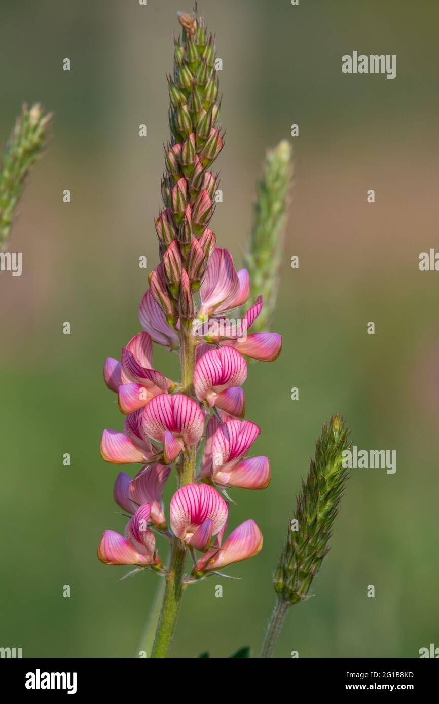 Close up of a common sainfoin (onobrychis viciifolia) flower in bloom ...