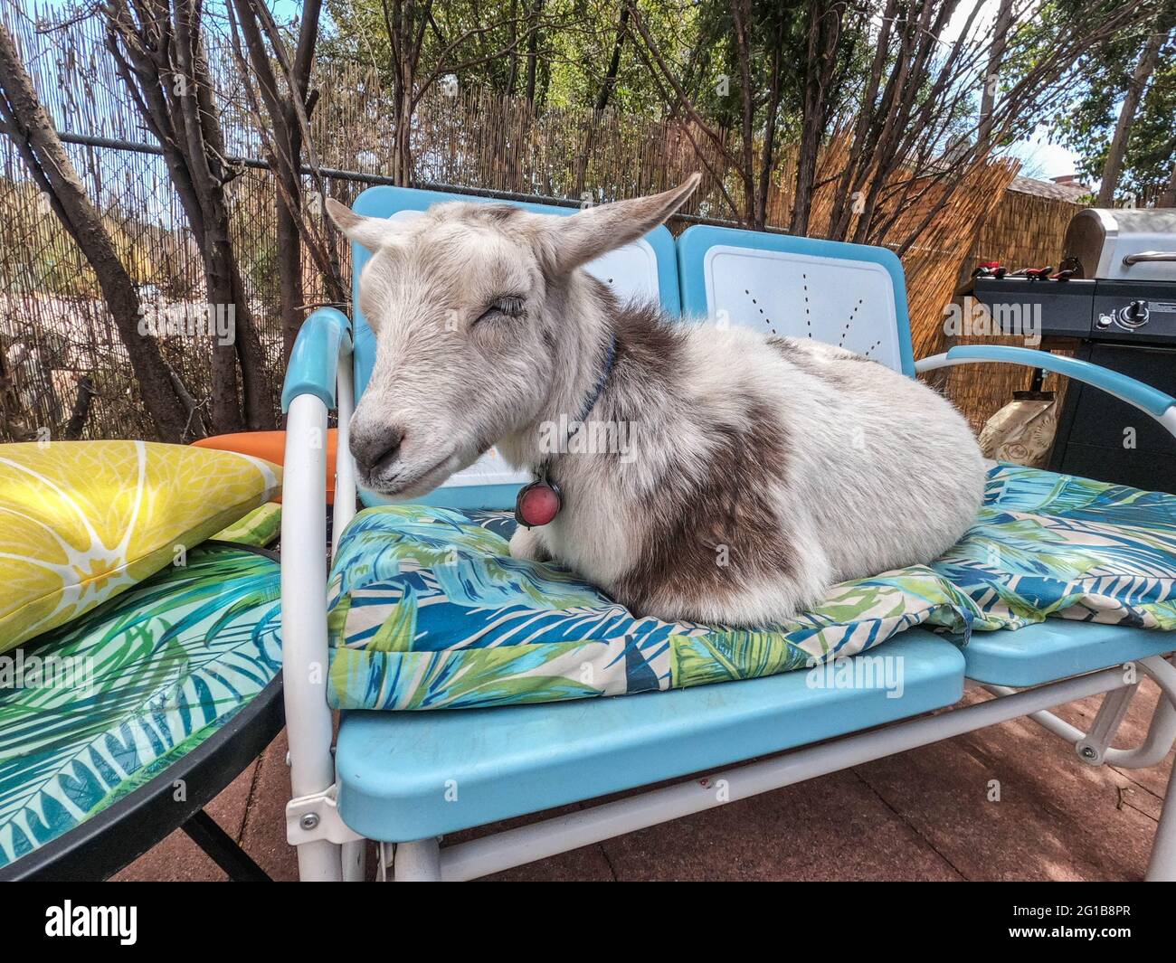 Goat in the backyard enjoying the couch, Patagonia, Arizona, U.S.A ...
