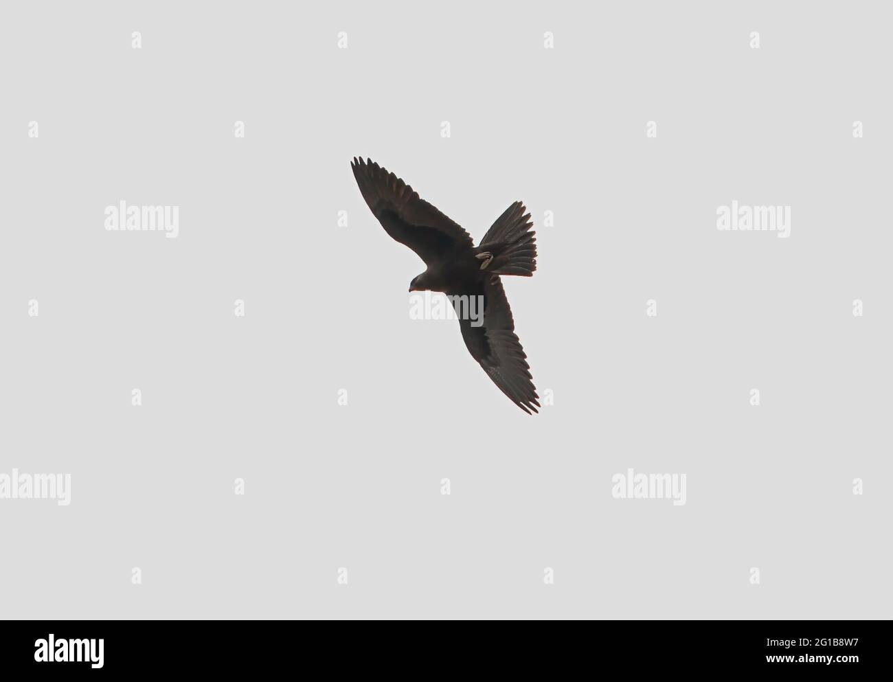 Black Falcon (Falco subniger) soaring over agricultural land south-east ...