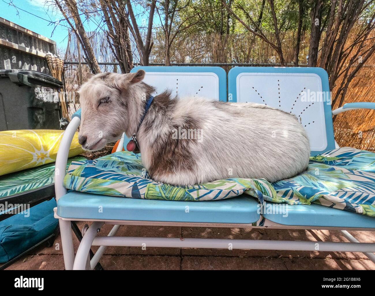 Goat in the backyard enjoying the couch, Patagonia, Arizona, U.S.A ...