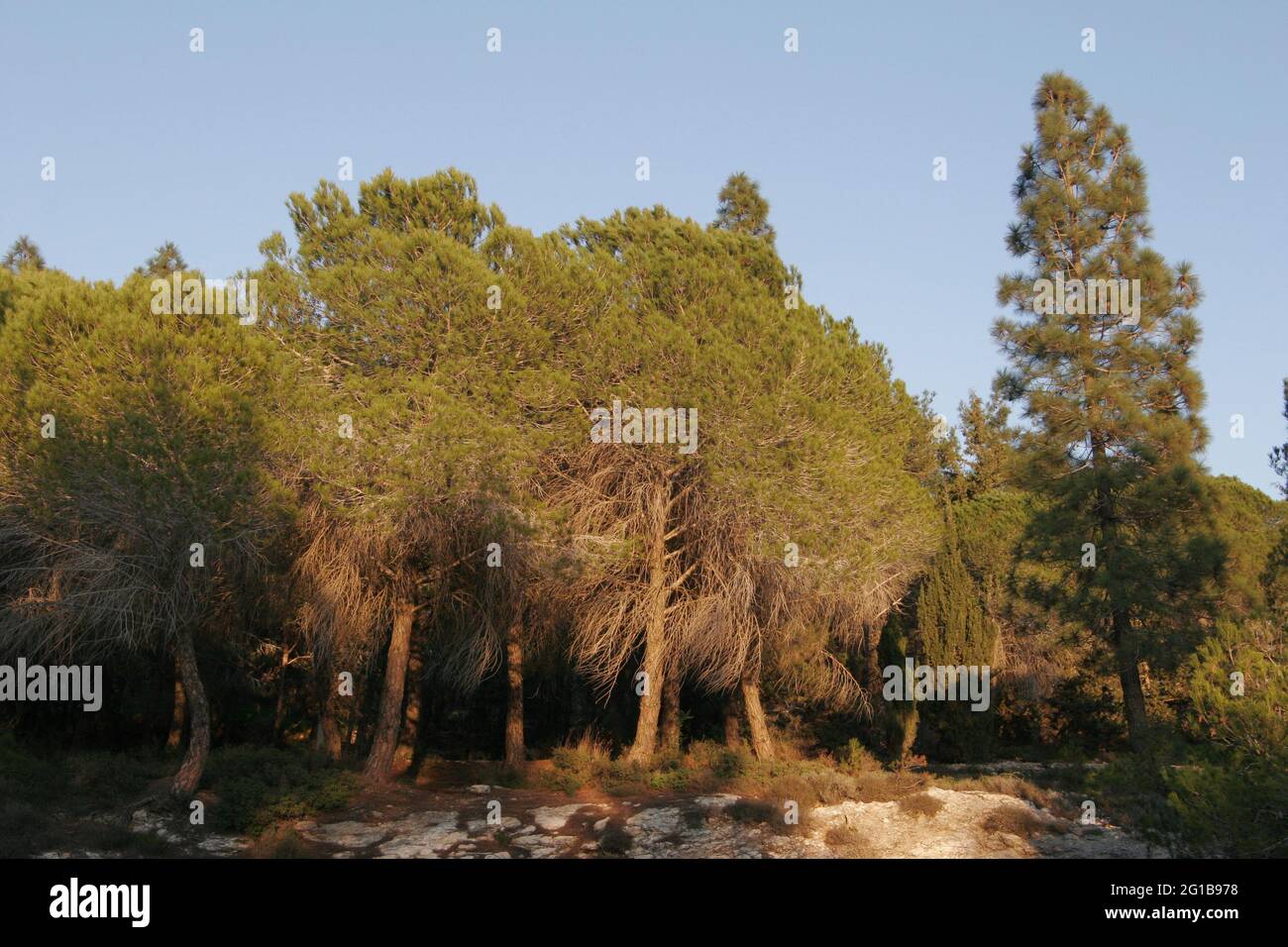Israel Pine Trees In Forest High Resolution Stock Photography and ...