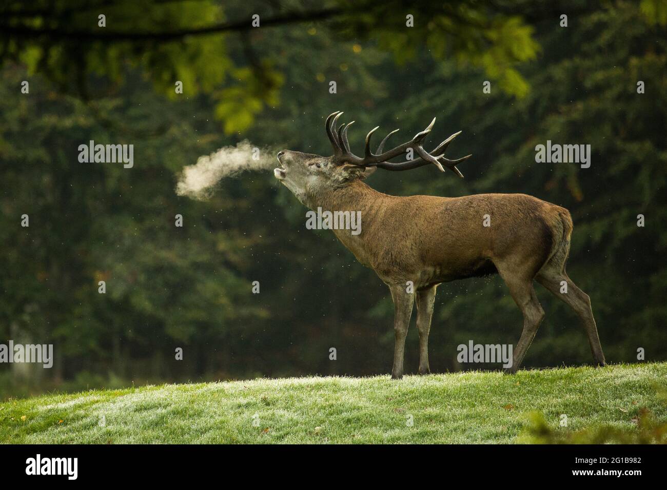 Burking hi-res stock photography and images - Alamy