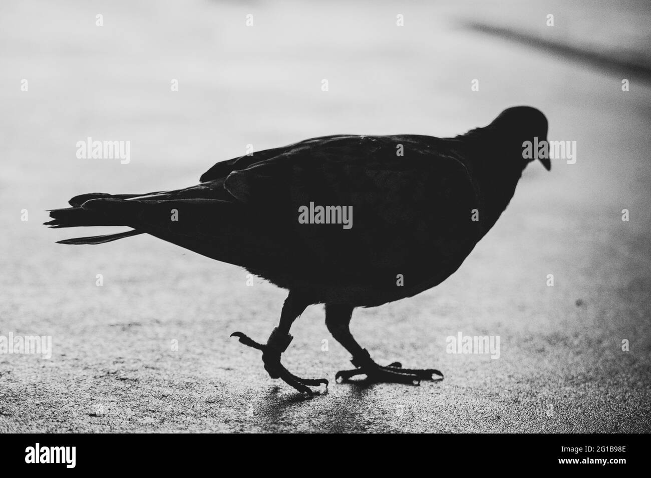Silhouette of a lone dove in stark, somber contrast as a surreal black ...