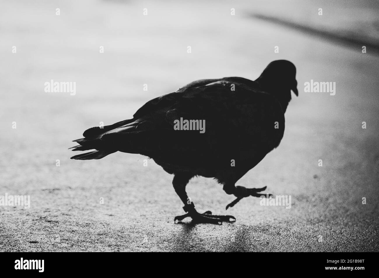 Feather Duster Silhouette