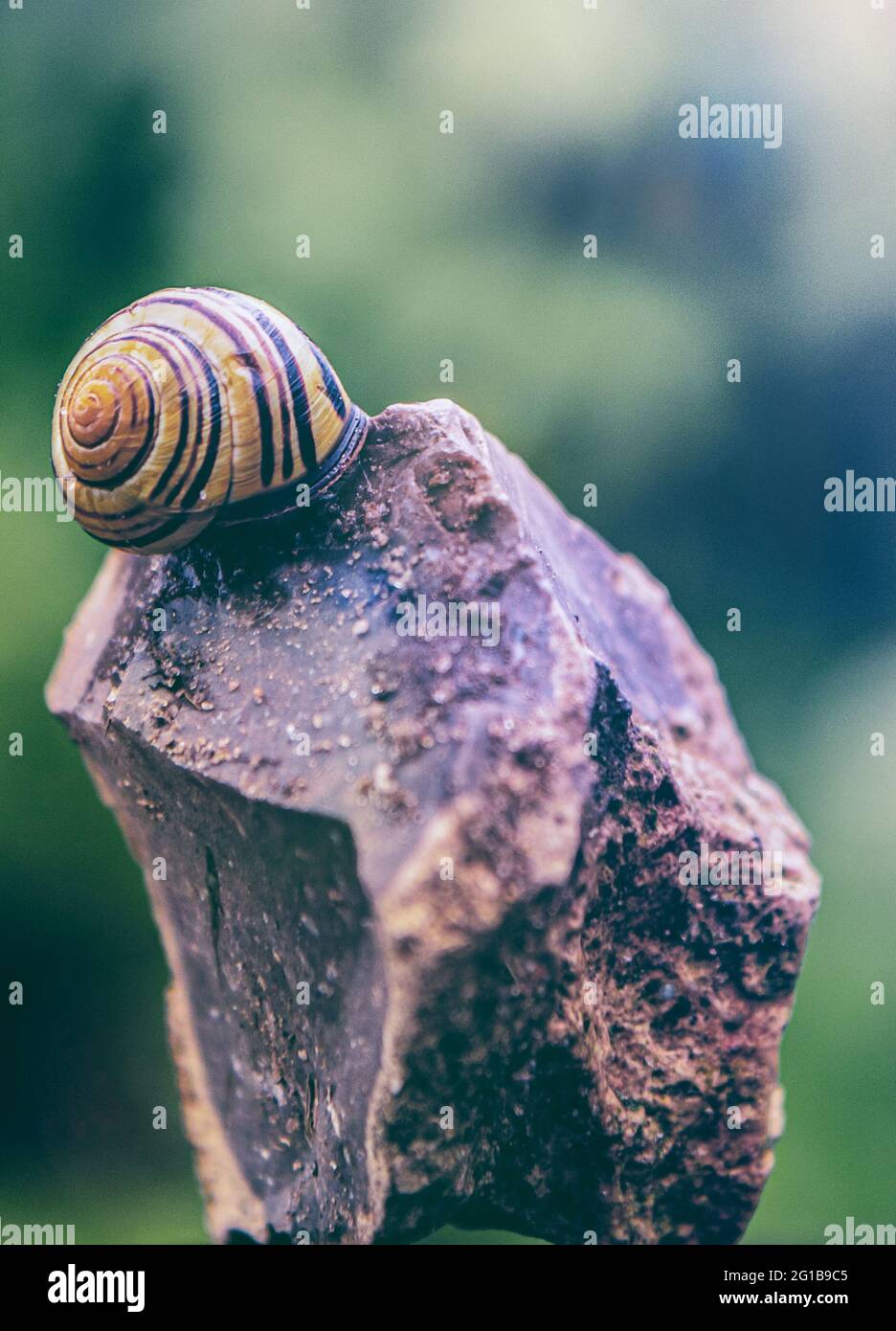 Snail and snail shell on a stone close-up with green forest in the ...