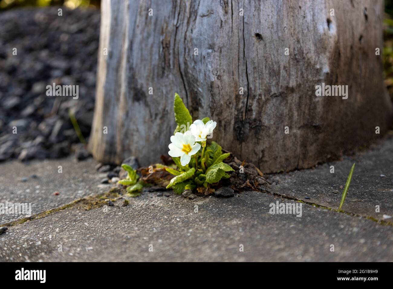 Old primrose hi-res stock photography and images - Alamy