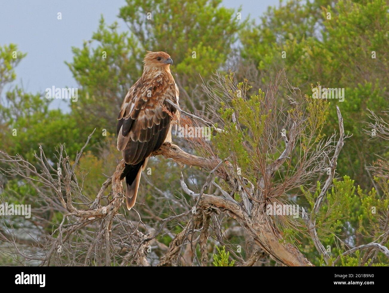 Little Eagle (Hieraaetus morphnoides) light phase bird perched in tree ...