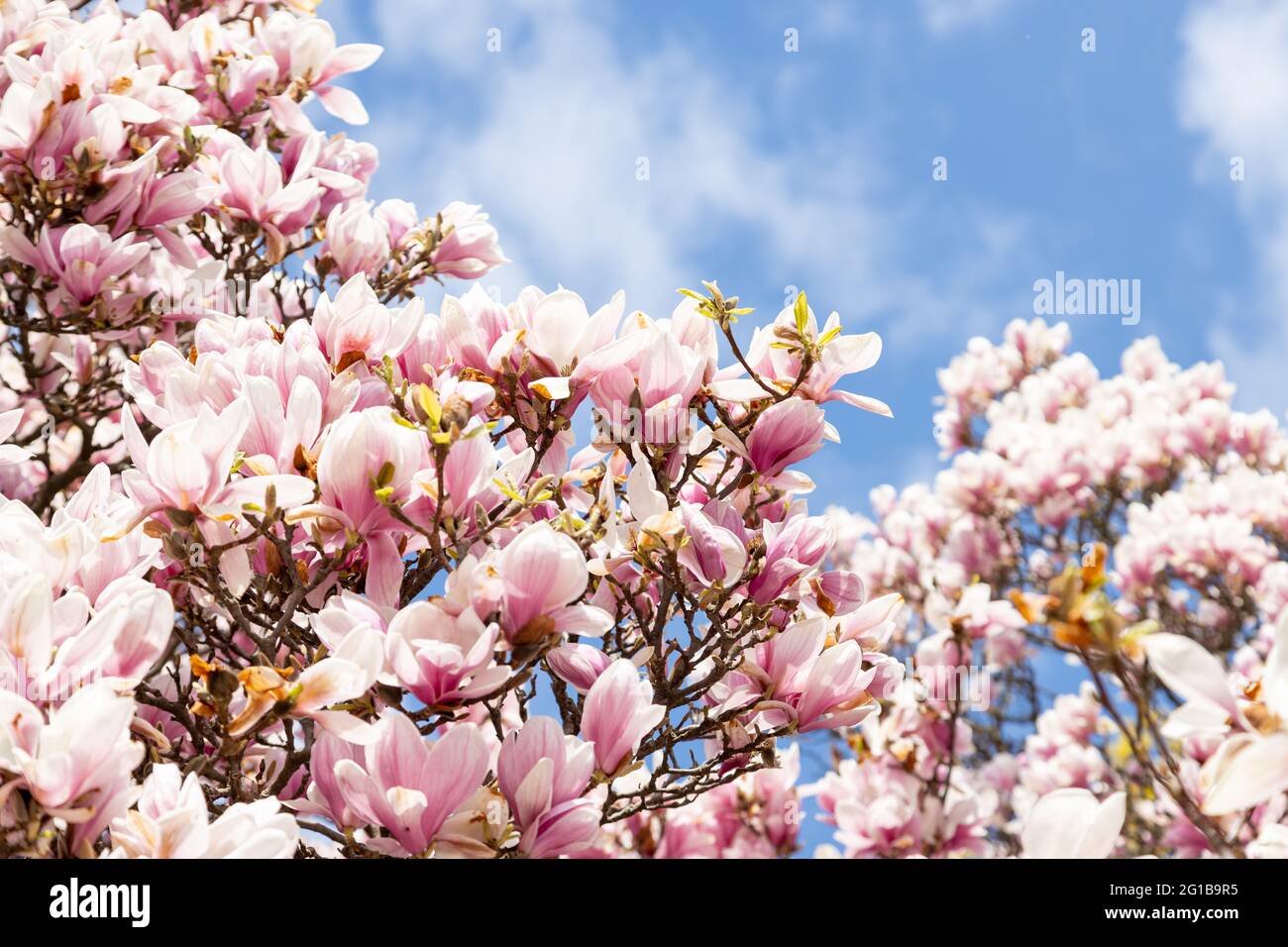 Magnolia branch hi-res stock photography and images - Alamy