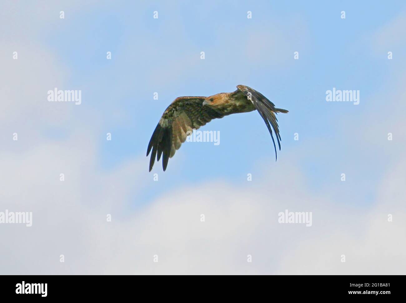 Little Eagle (Hieraaetus morphnoides) light phase bird in flight south ...