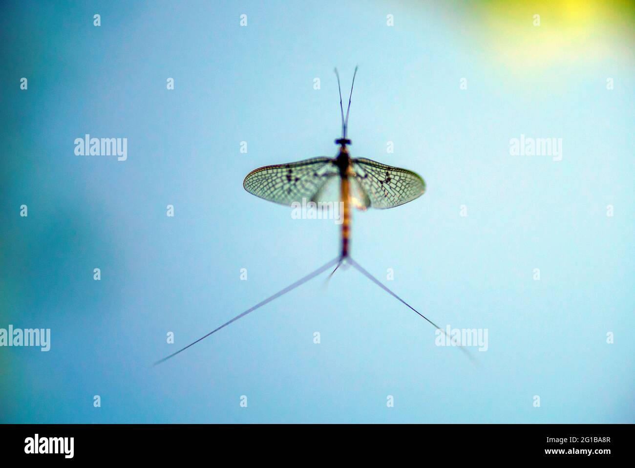 Mayfly in the air Stock Photo - Alamy