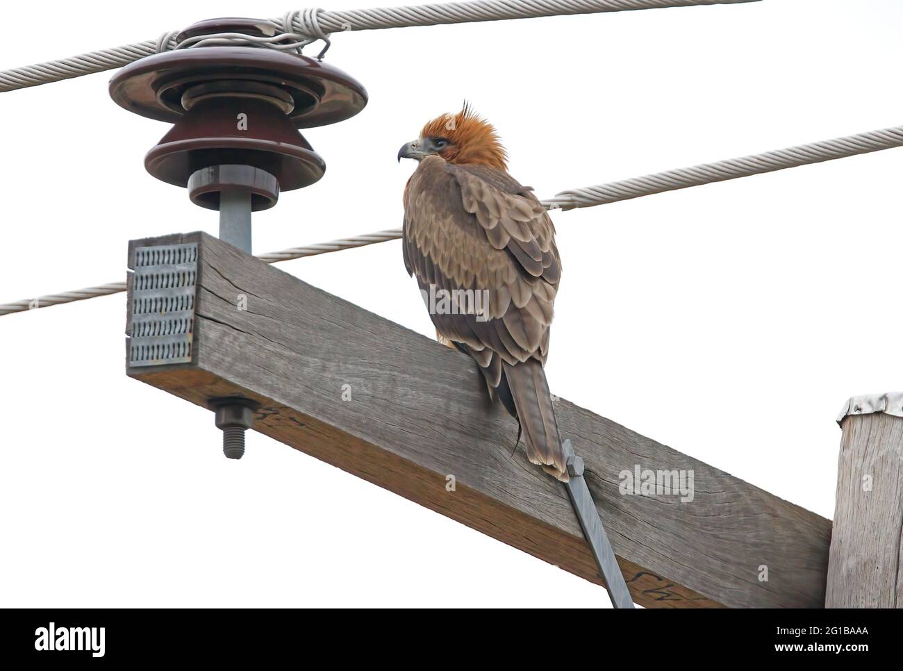 Little Eagle (Hieraaetus morphnoides) imature perched on power pylon ...