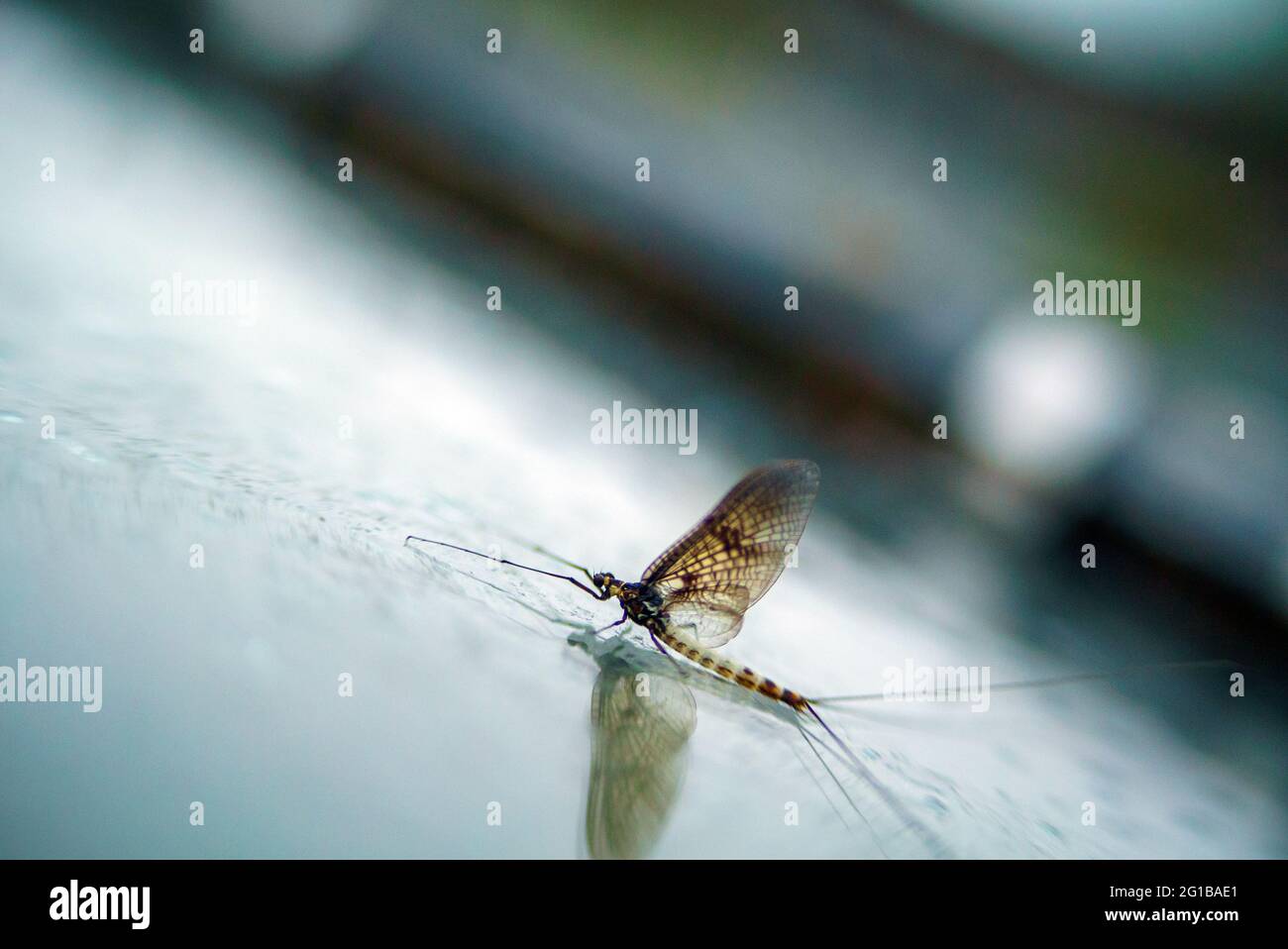 Male mayfly eyes hi-res stock photography and images - Alamy