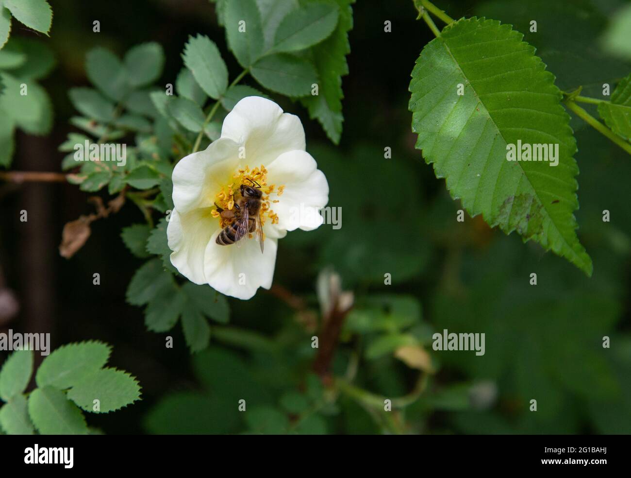 A bee pollinating an apple flower in the garden Stock Photo - Alamy