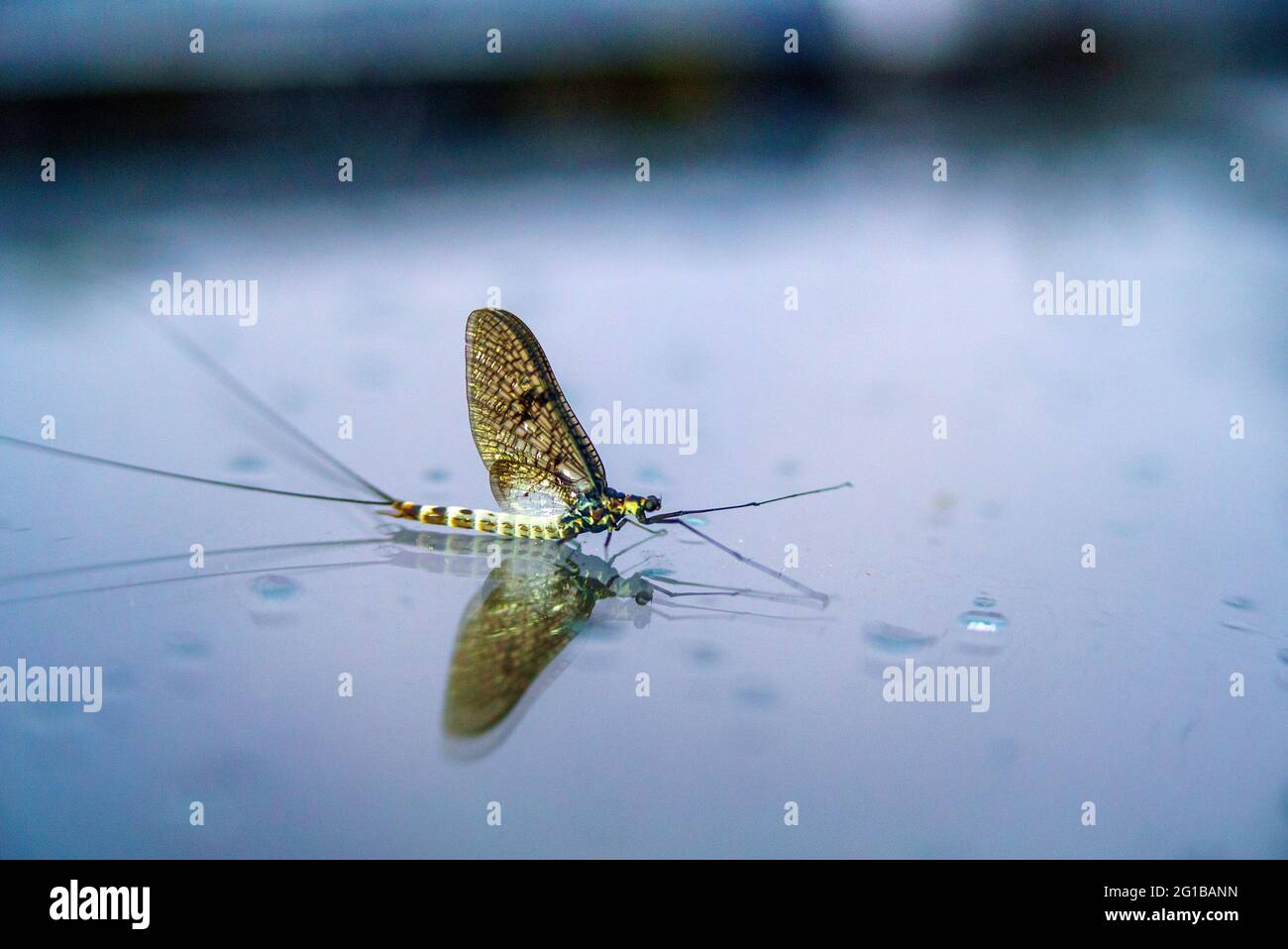 Male mayfly eyes hi-res stock photography and images - Alamy