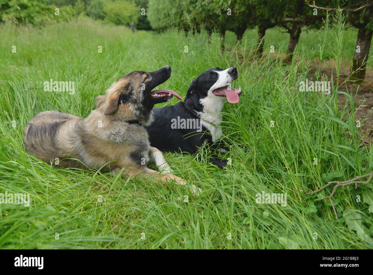 Labrador and Leonberger dogs play together and rest on the meadow and ...