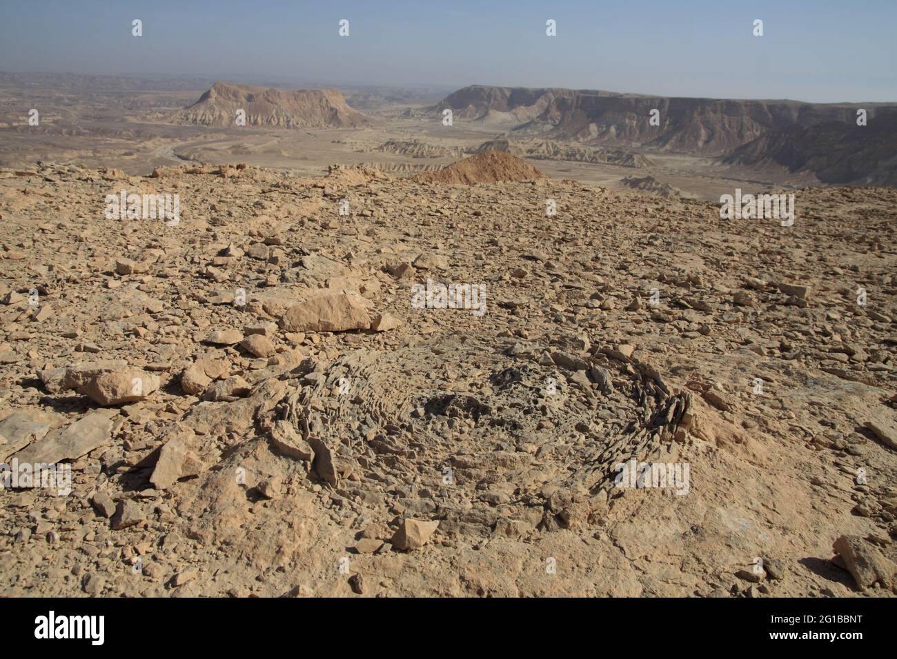 Base of Limestone Nodule it's circling lines show how it evolved around ...