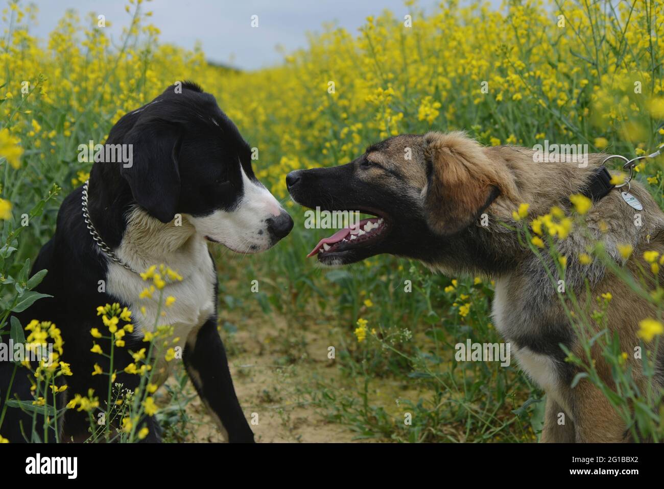 Labrador and Leonberger dogs play together and rest on the meadow and ...