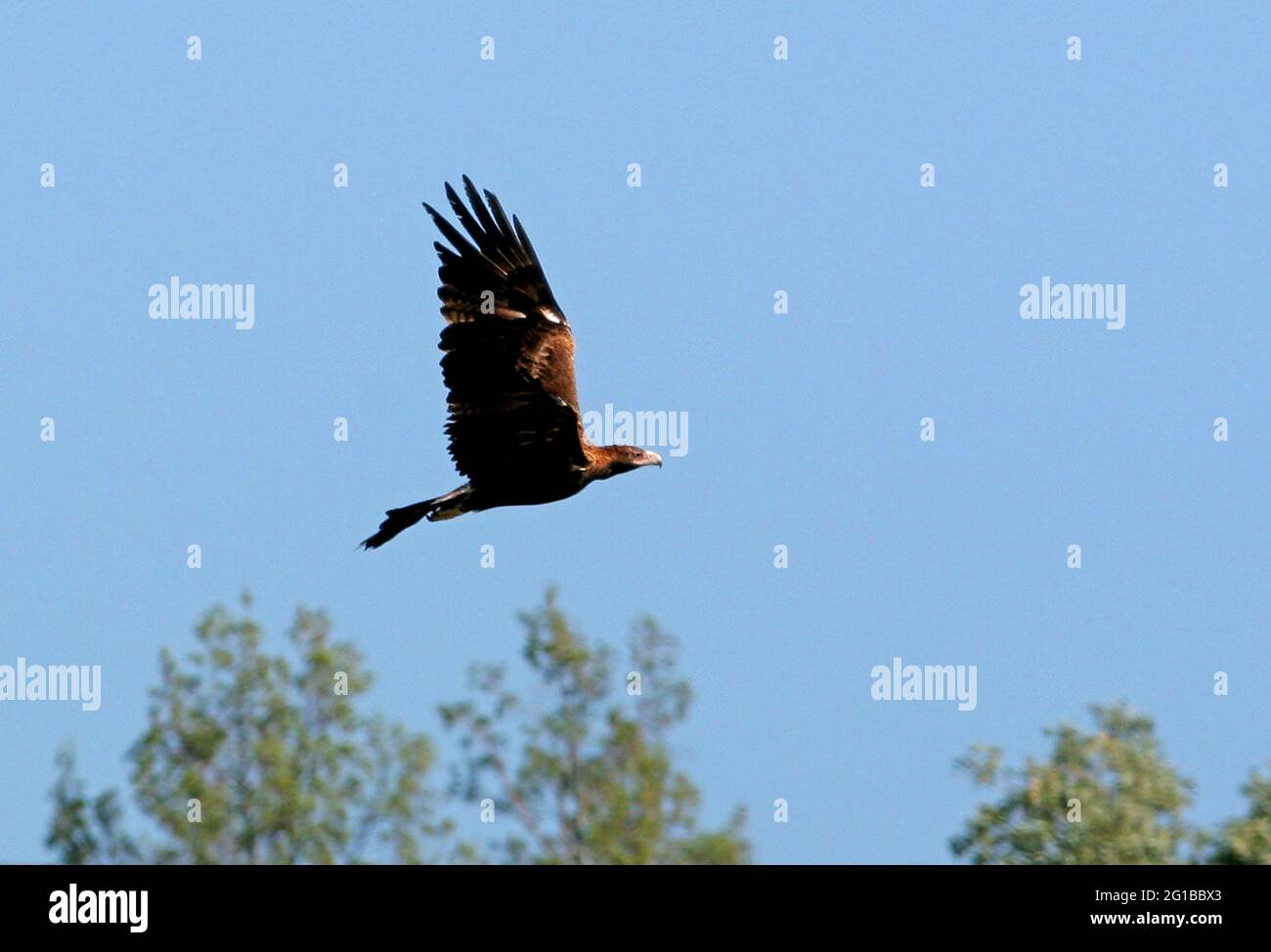 Wedge-tailed Eagle (Aquila audax audax) adult in flight south-east ...